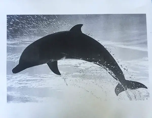 DIY - Seaglass Dolphin - the House house