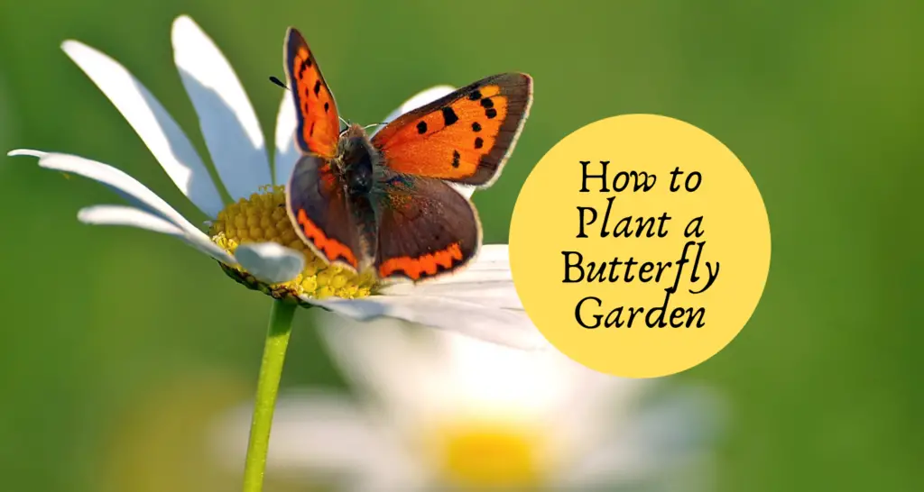 How to Plant a Butterfly Garden - Summer Project with my Kids - the ...