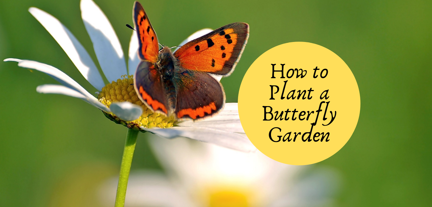 How to Plant a Butterfly Garden - Summer Project with my Kids - the ...