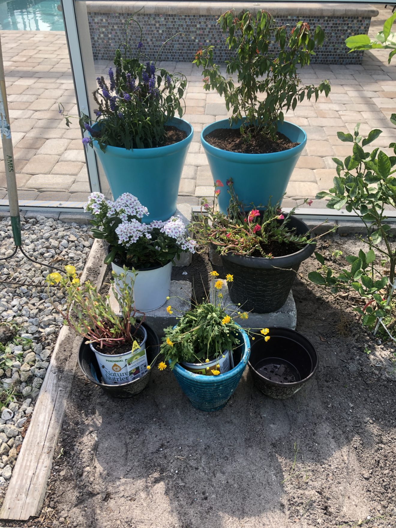 How to Plant a Butterfly Garden - Summer Project with my Kids - the ...