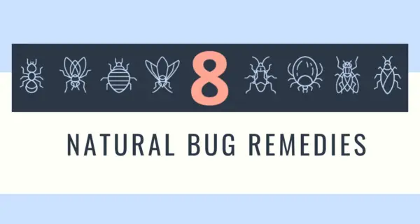 8+ Natural Bug Remedies - the House house