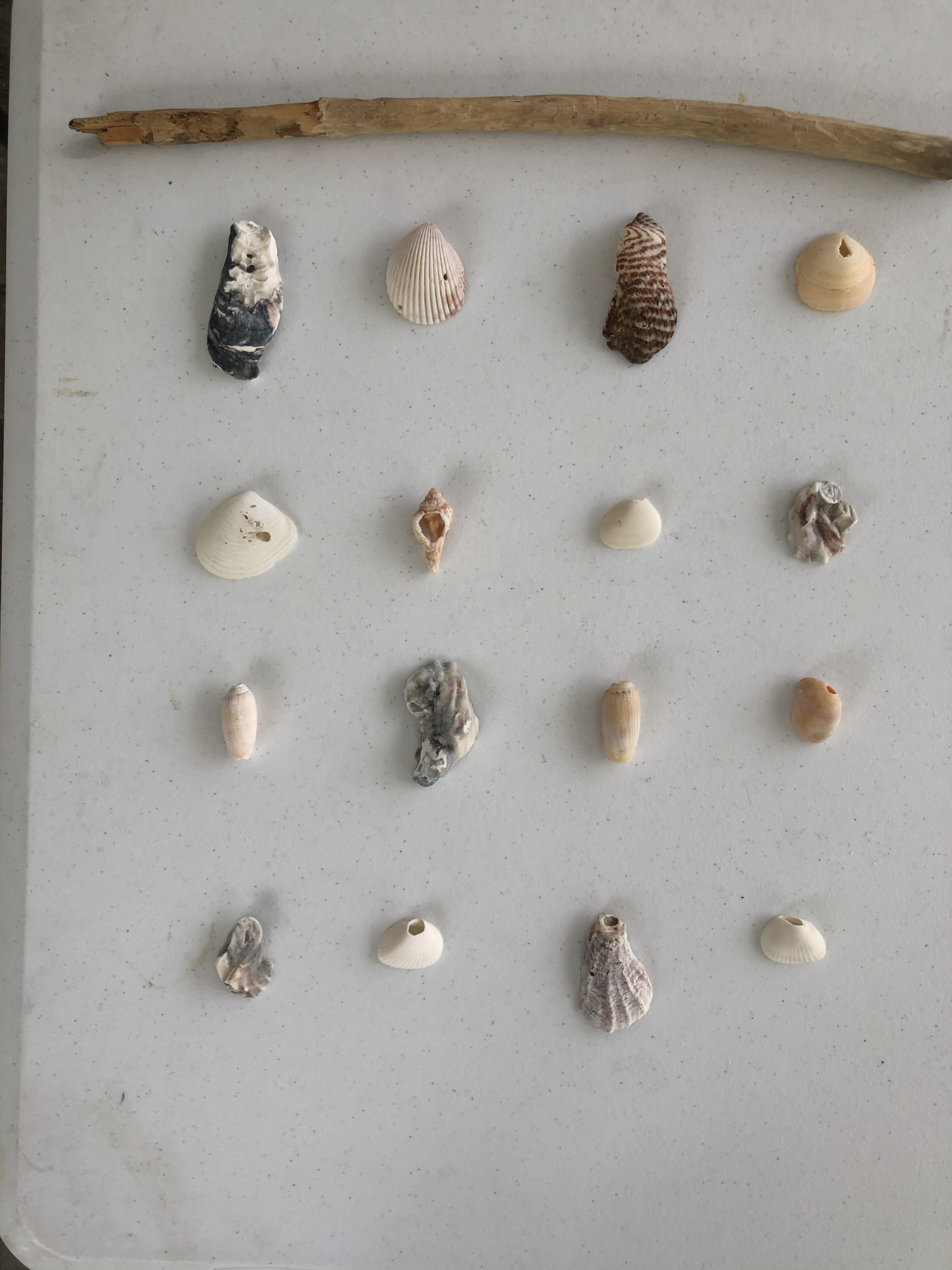 DIY Shell Wall Hanging - the House house