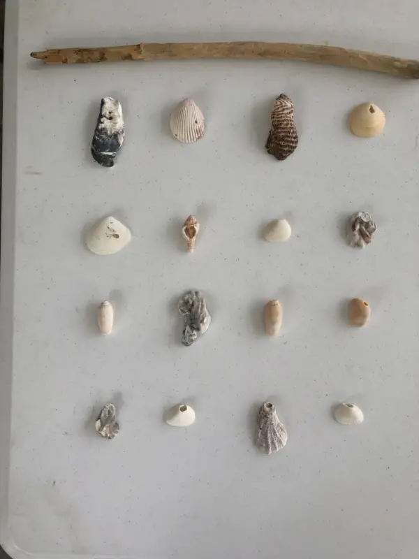 DIY Shell Wall Hanging - the House house