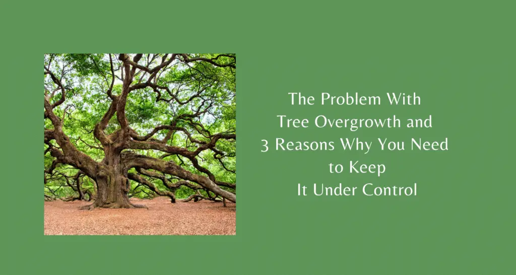 The Problem With Tree Overgrowth and 3 Reasons Why You Need to Keep It ...